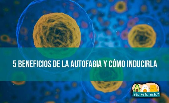 5 beneficios de la autofagia y cómo inducirla - ¿Es keto esto?